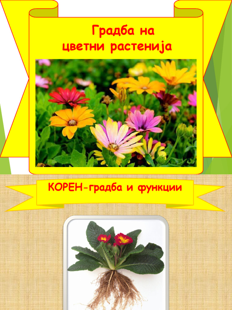 Gradba na cvetni rastenija | PDF