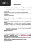 Anatomía del Tectum y Tegmentum | PDF | Anatomía | Cerebro
