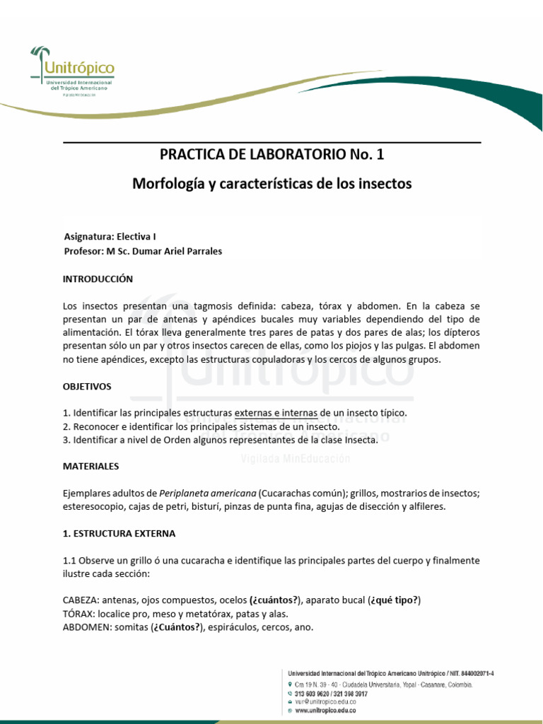 Morfología de Insectos: Estructuras y Patas | PDF