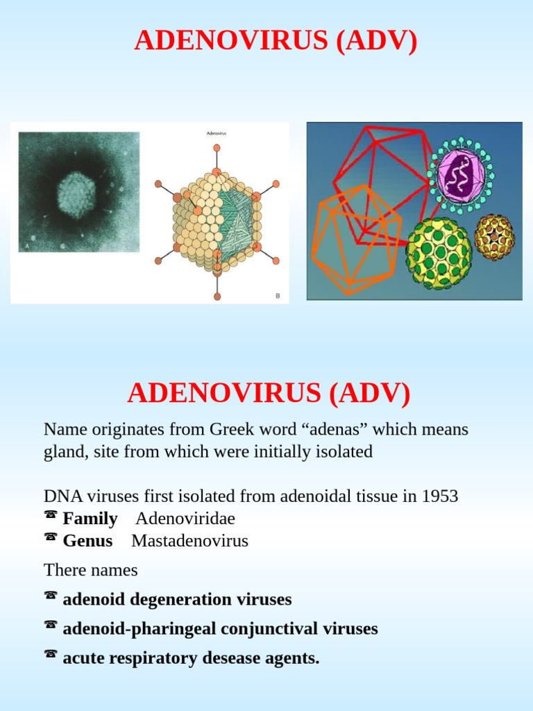 Lecture Adenoviruses | PDF | Adenoviridae | Medical Specialties
