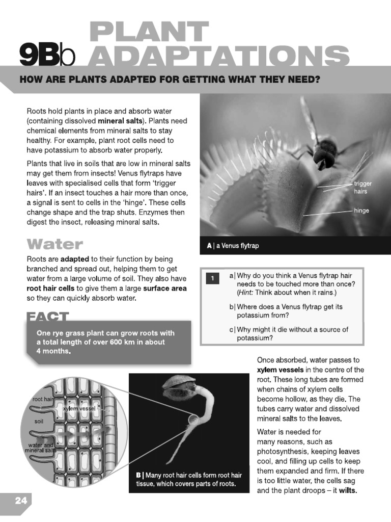 Sci Plant Adaptations | PDF