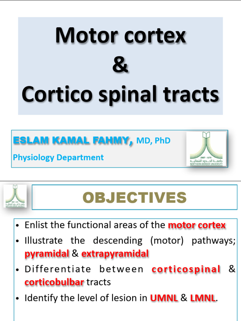 Motor Cortex and Corticospinal Tracts Overview | PDF | Motor Neuron ...