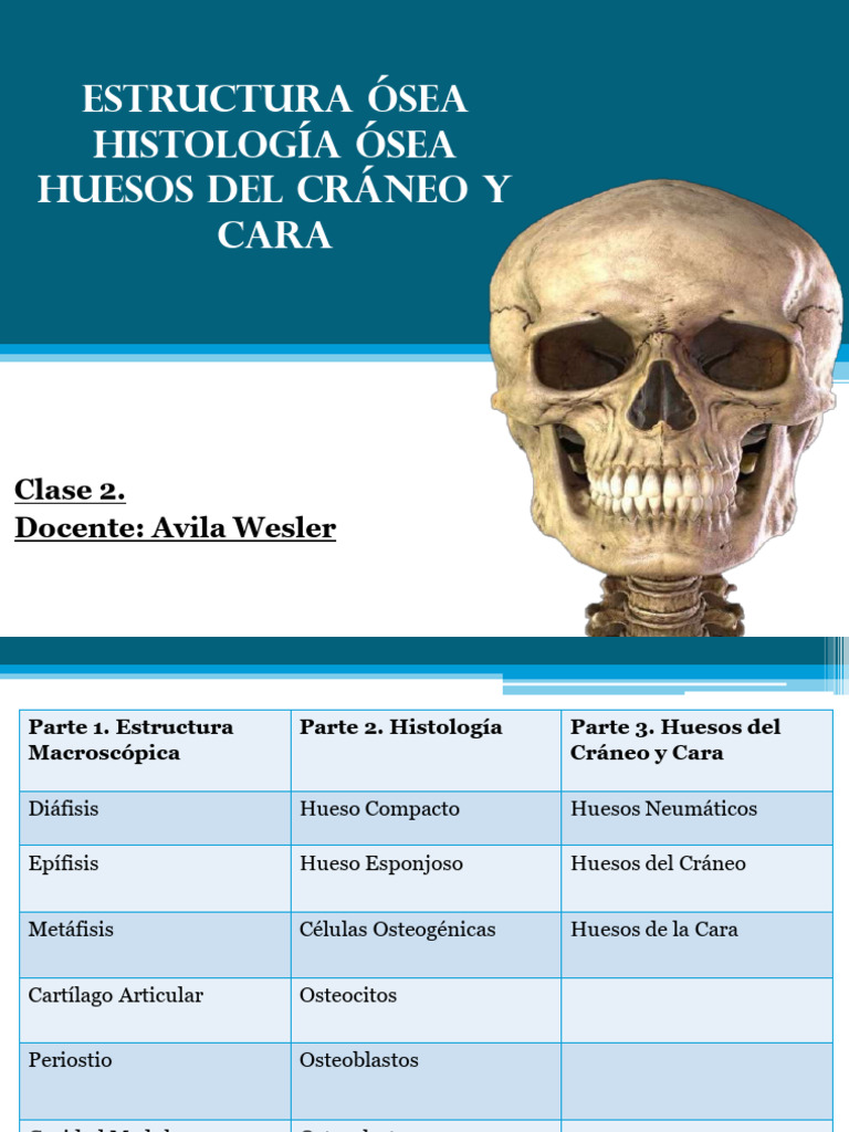 Clase 2. Craneo y Cara | PDF | Hueso | Anatomía