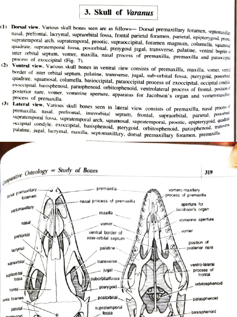 Disarticulated Skeleton of Varanus | PDF | Vertebra | Vertebral Column