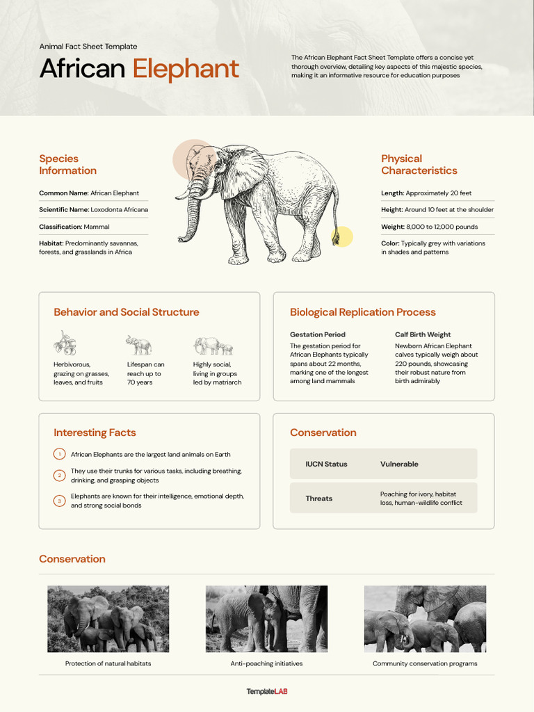 Animal Fact Sheet Template | PDF | Elephant | Zoology