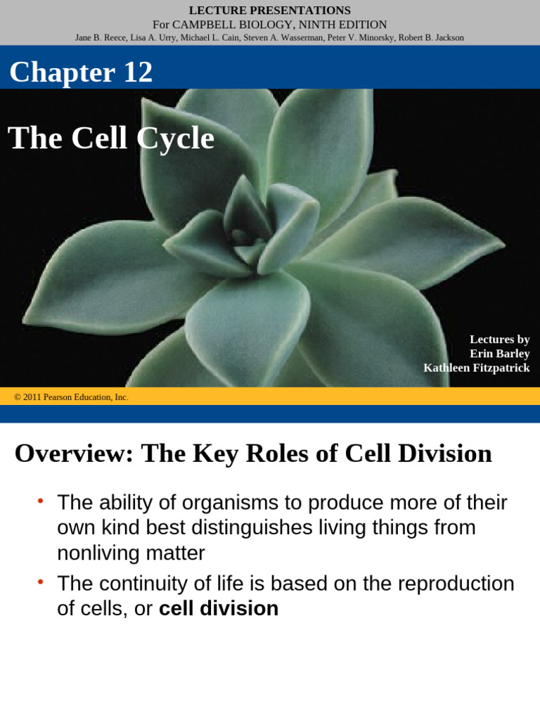 6Week-Cell Cycle (1) | PDF | Mitosis | Chromosome