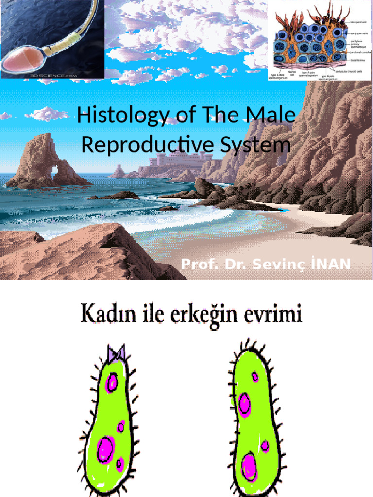 Male Reproductive System Histology | PDF | Testicle | Reproduction
