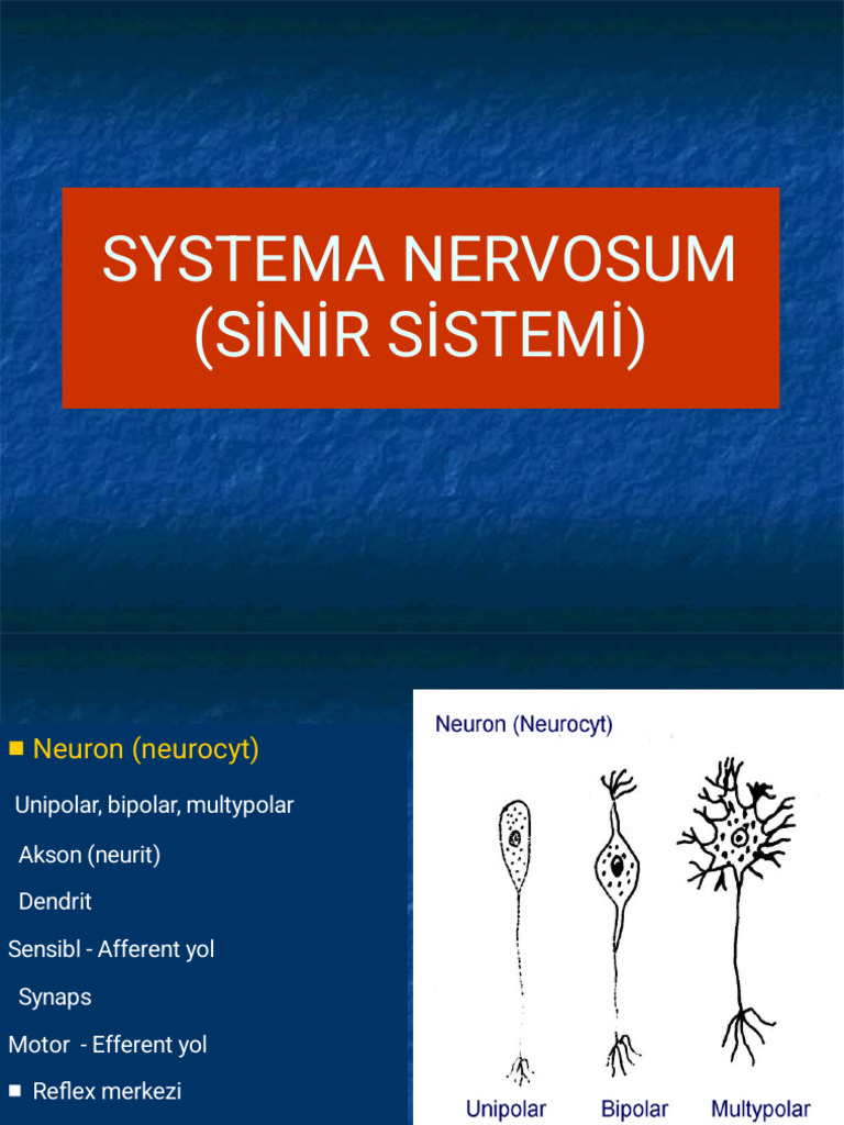 2018-2019 Systema Nerosum Giriş Bilgi | PDF