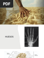 Anatomía de la Muñeca y Mano | PDF | Mano | Sistema musculoesquelético