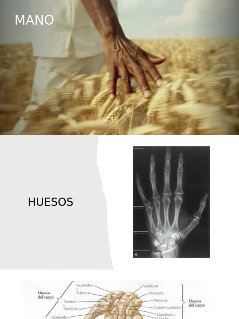 MANO | PDF | Mano | Extremidades (anatomía)