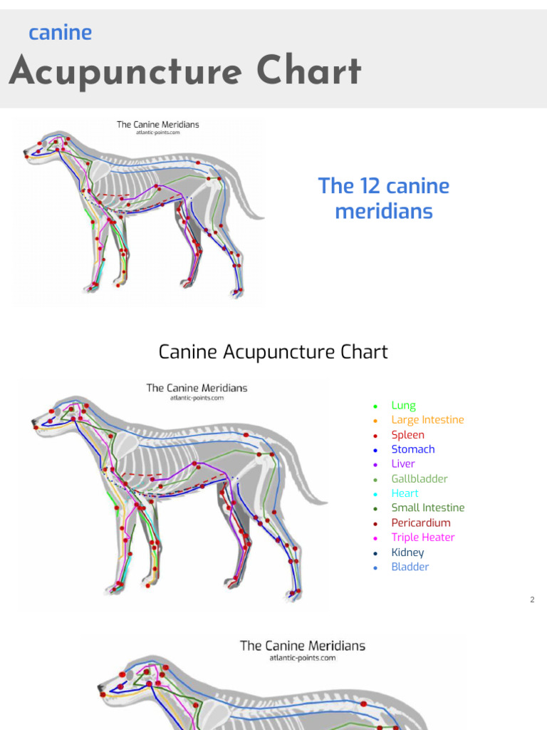 Acupuncture Charts Dog Free 3 | PDF | Cough | Meridian (Chinese Medicine)