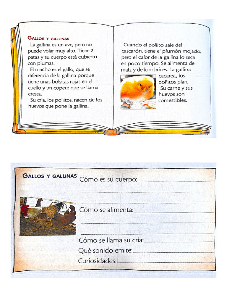 Gallina | PDF