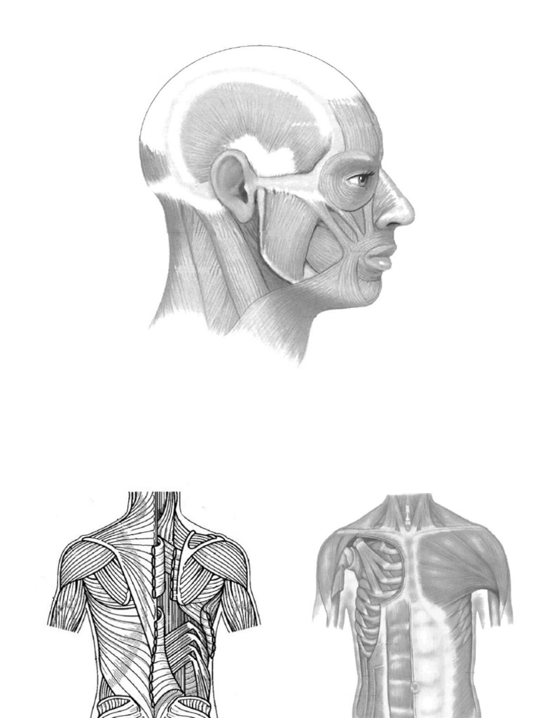 Muscles Labeling (ALL) | PDF
