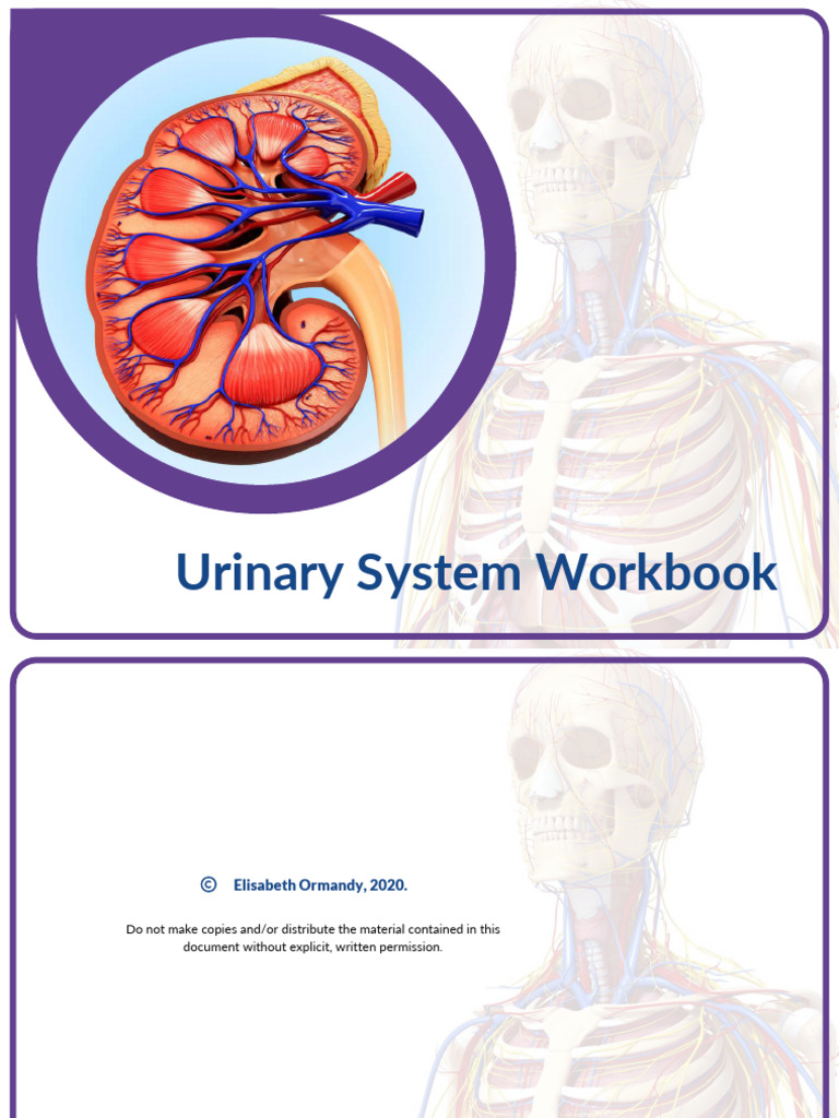 Urinary System Overview Workbook | PDF | Kidney | Urinary System