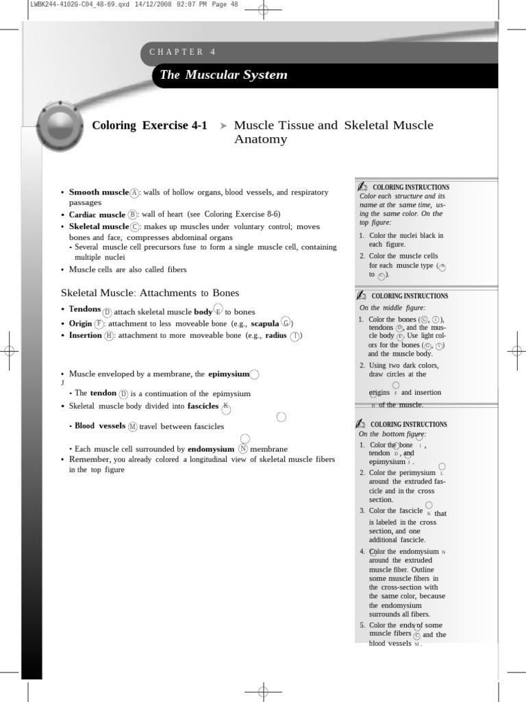 Hull - LWBK244 4102G C04 - 48 69 | PDF | Skeletal Muscle | Abdomen