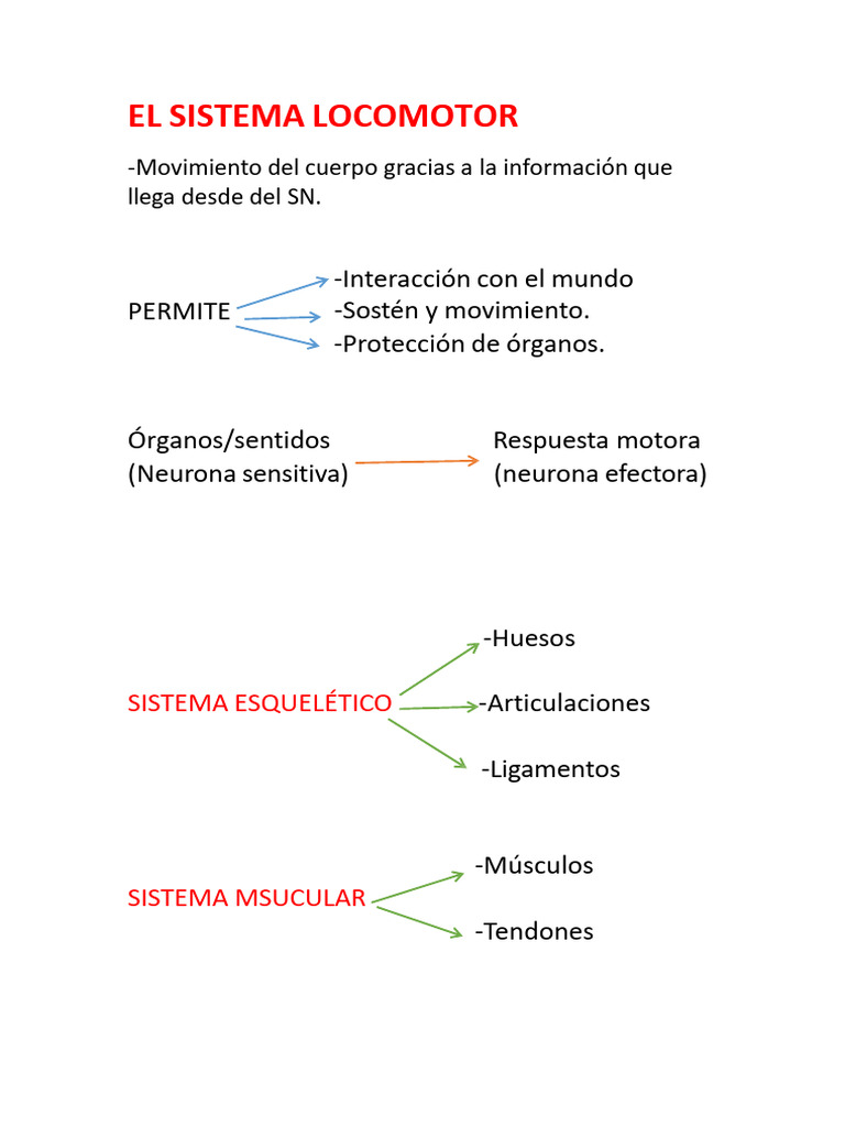 Mapa Conceptual del Sistema Locomotor | PDF | Sistema ...