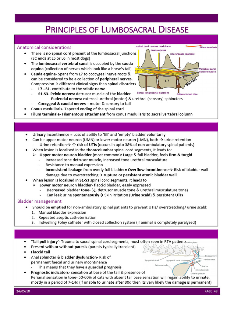Principles of Lumbosacral Disease | PDF | Vertebra | Diseases And Disorders