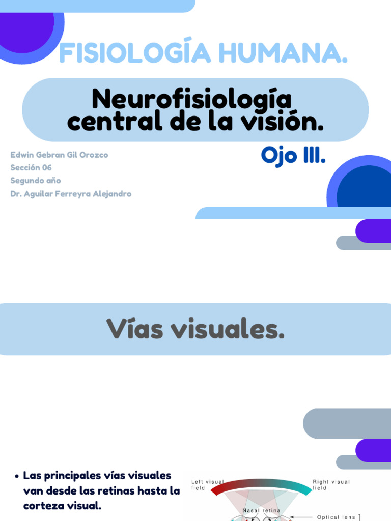 Vías Visuales y Neurofisiología de la Visión | PDF | Percepción visual ...