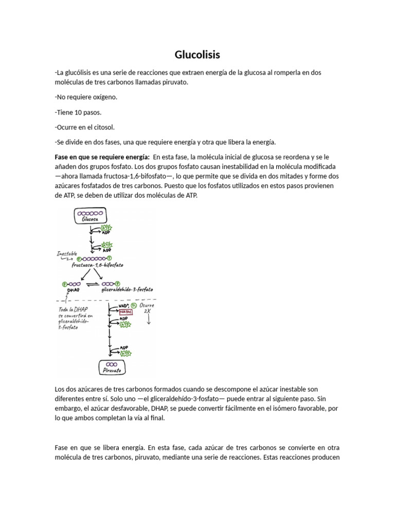 Glucólisis: Proceso y Fases Detalladas | PDF | Glucólisis | Trifosfato ...