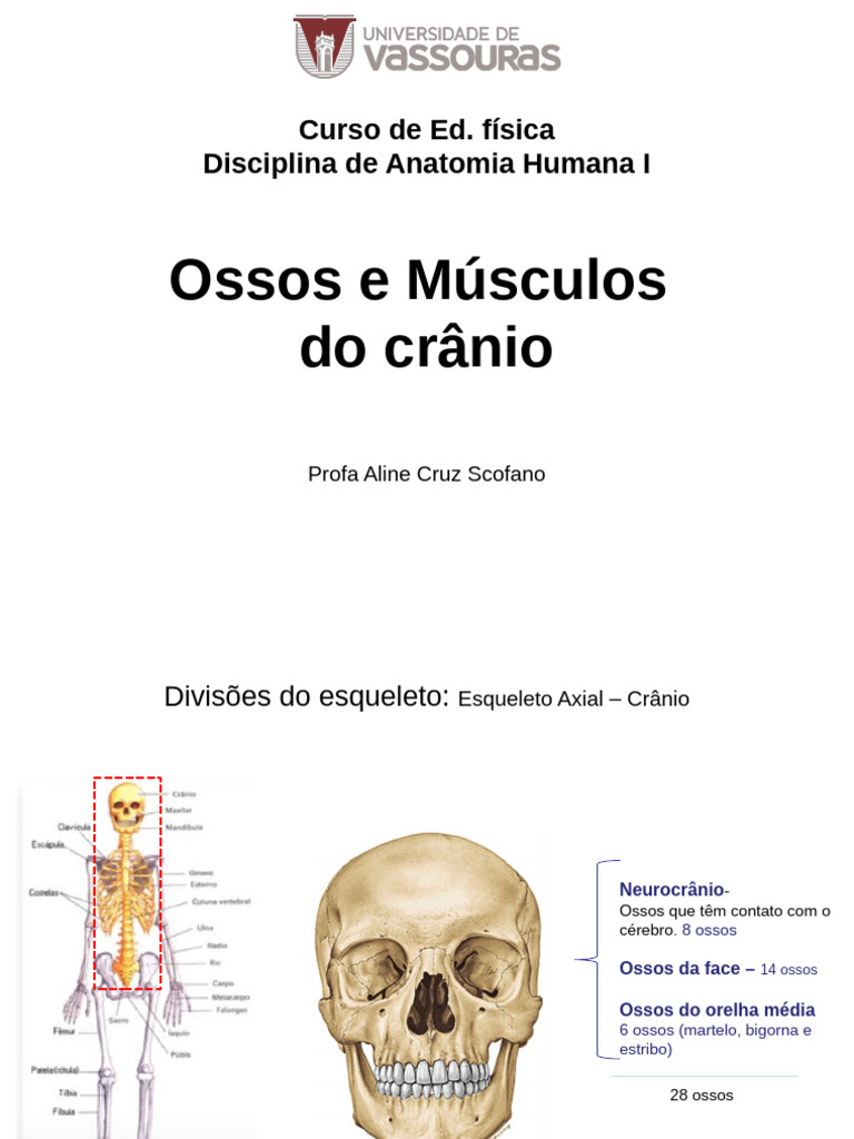 Aula 7_ossos Do Crânio_ Musculos Cabeça e Pescoço | PDF | Rosto | Crânio