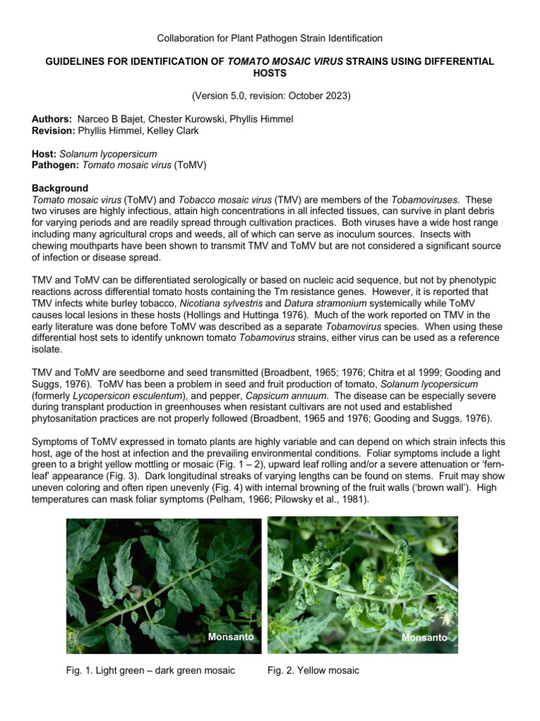 White Paper Tomato ToMV Oct 2023 | PDF | Tomato | Virus