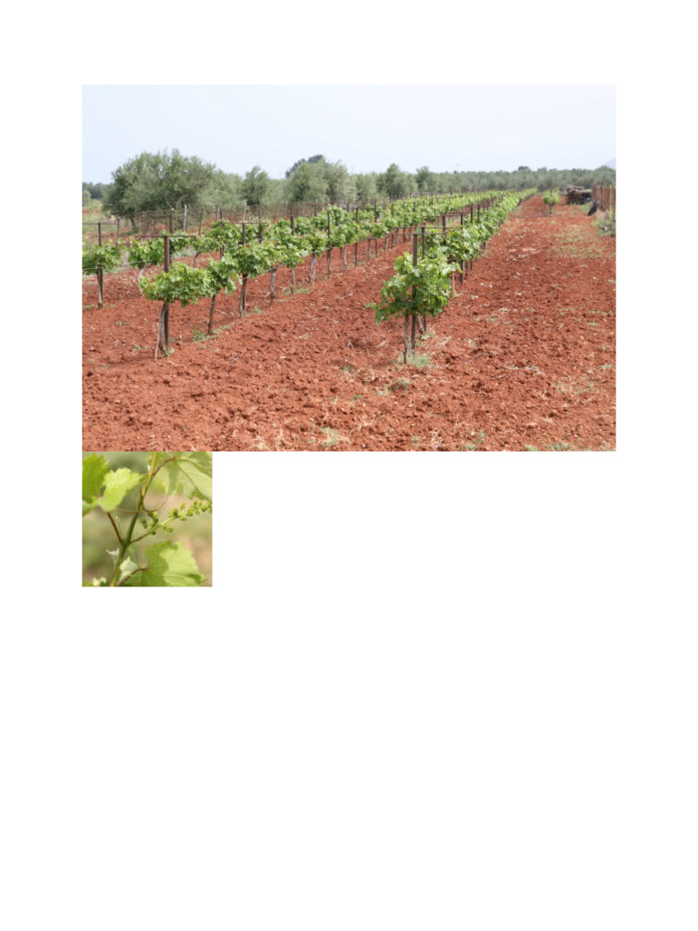 17 Vine | PDF