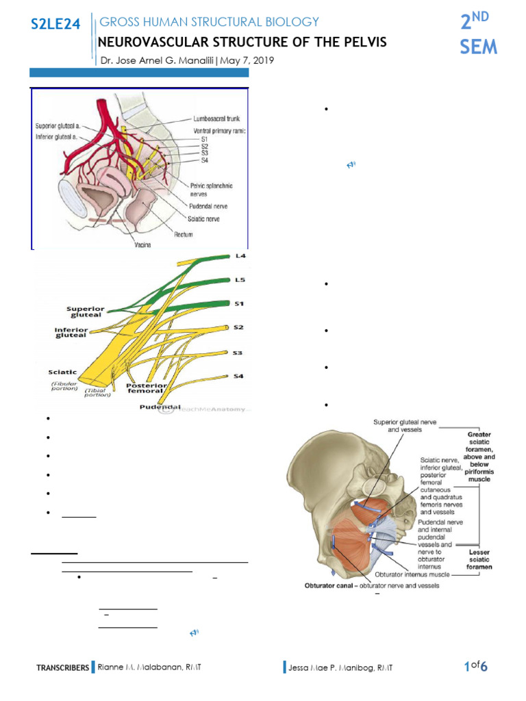 (GHSB) S2LE24 Neurovasculature of The Pelvis - Dr. Manalili | PDF ...