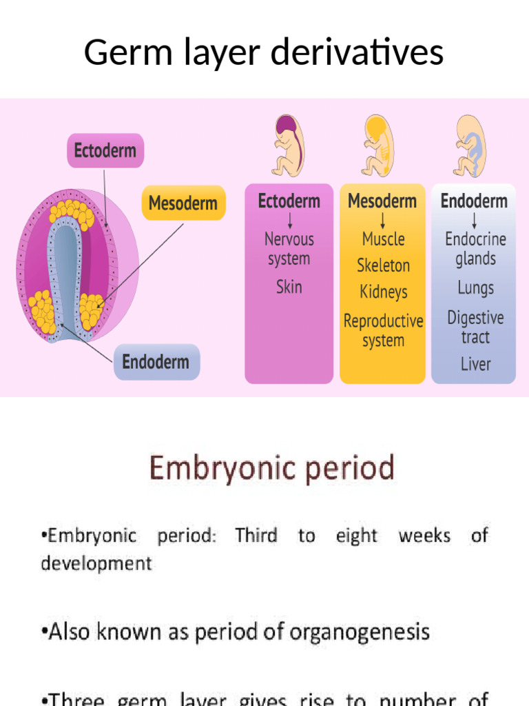 Germ Layers | PDF