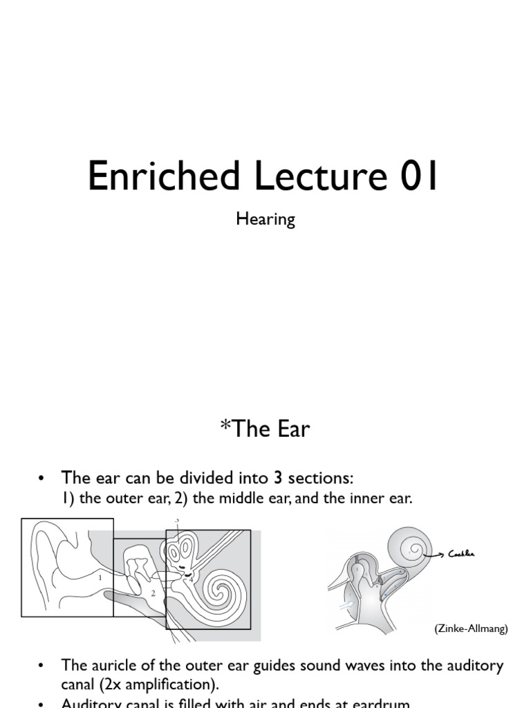 E 01 Hearing and Ultrasound | PDF | Ear | Hearing