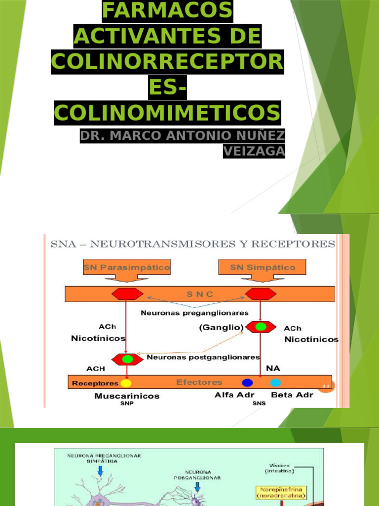 Fármacos Colinomiméticos y sus Efectos | PDF | Acetilcolina | Unión ...