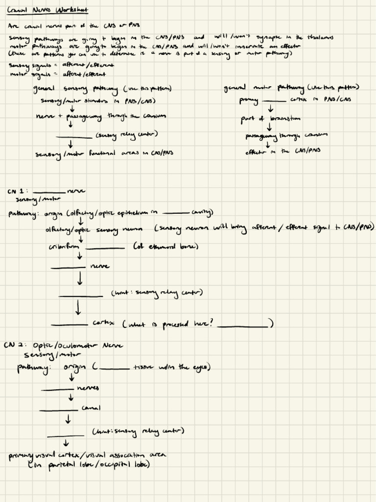 Cranial Nerves Worksheet | PDF | Primate Anatomy | Human Head And Neck