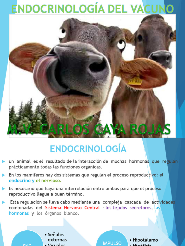 02 Semana Ciclo Estral de La Vaca | PDF | Hormona luteinizante | Gonadotropina