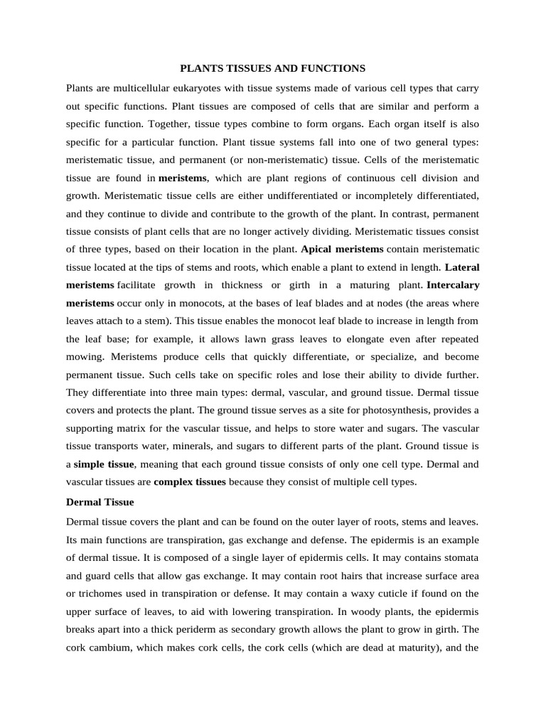 Plant Tissues and Functions - 1 | PDF | Tissue (Biology) | Plant Stem