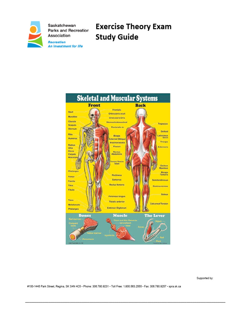 Exercise Theory Study Guide Updated | PDF | Aerobic Exercise | Physical ...