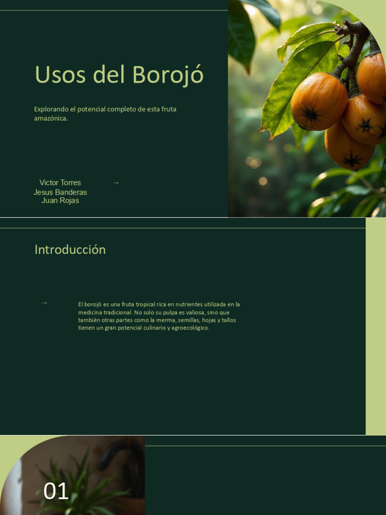 Usos Del Borojó | PDF | Té | Alimentos