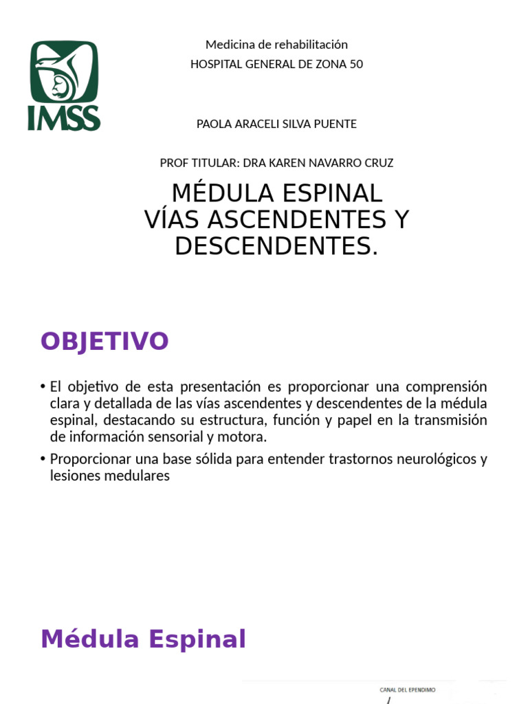 Medula | PDF | Médula espinal | Cerebelo