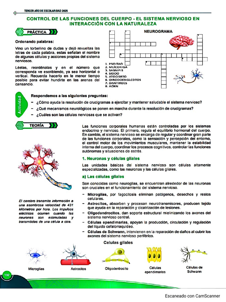 Tema 2 Sistema Nervioso 3ro | PDF
