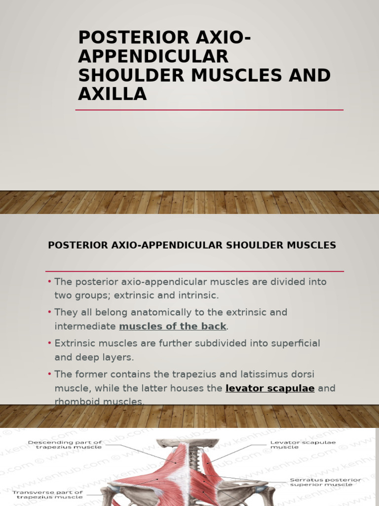 Posterior Axioappendicular and Scapulohumeral Muscles and Axilla MBCHB 3,1 | PDF | Shoulder | Arm