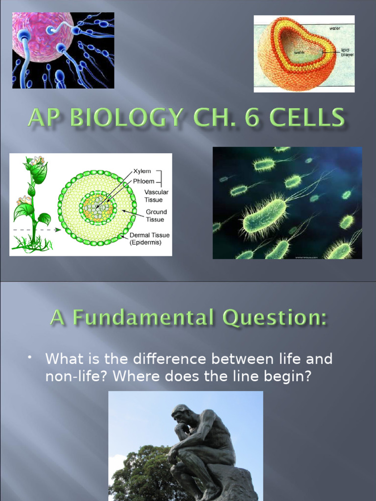 AP Biology Ch. 6 Cells | PDF | Endoplasmic Reticulum | Lysosome