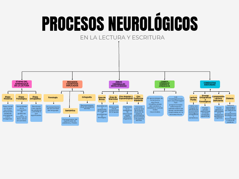 Mapa Neuro | PDF | Cerebro | Neurociencia