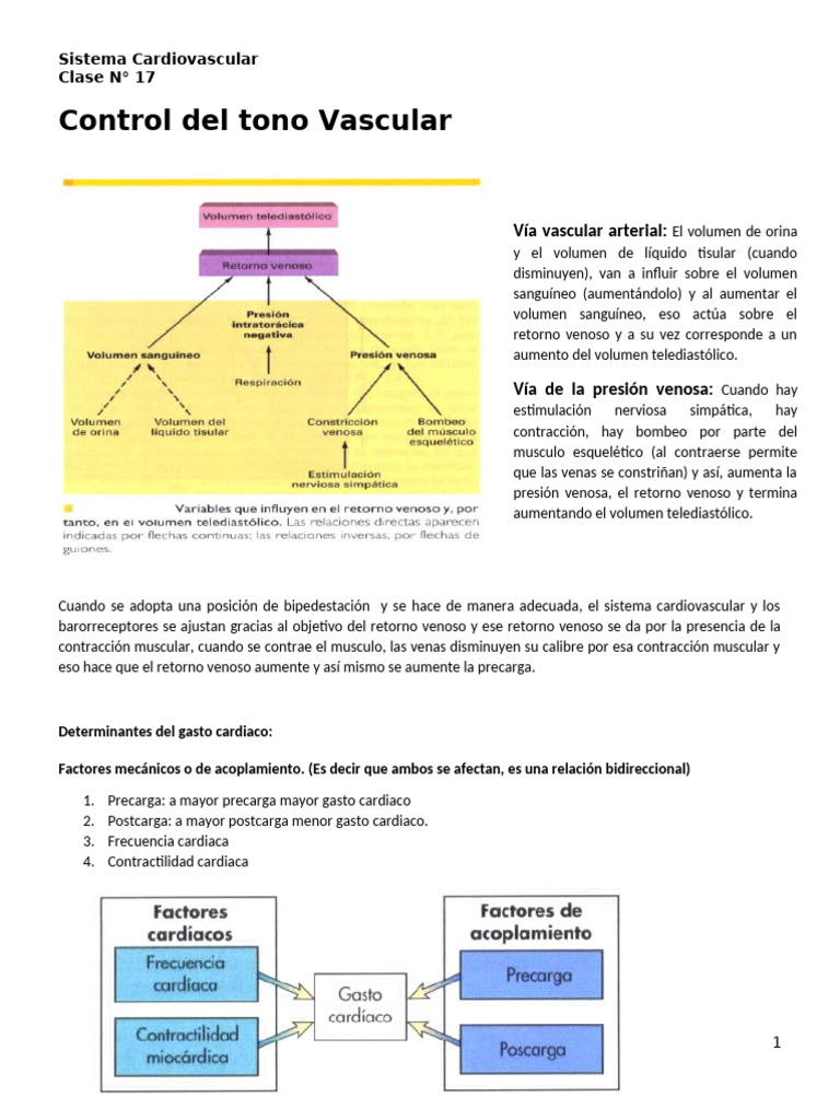 Control del Tono Vascular y Capilares | PDF | Edema | Capilar