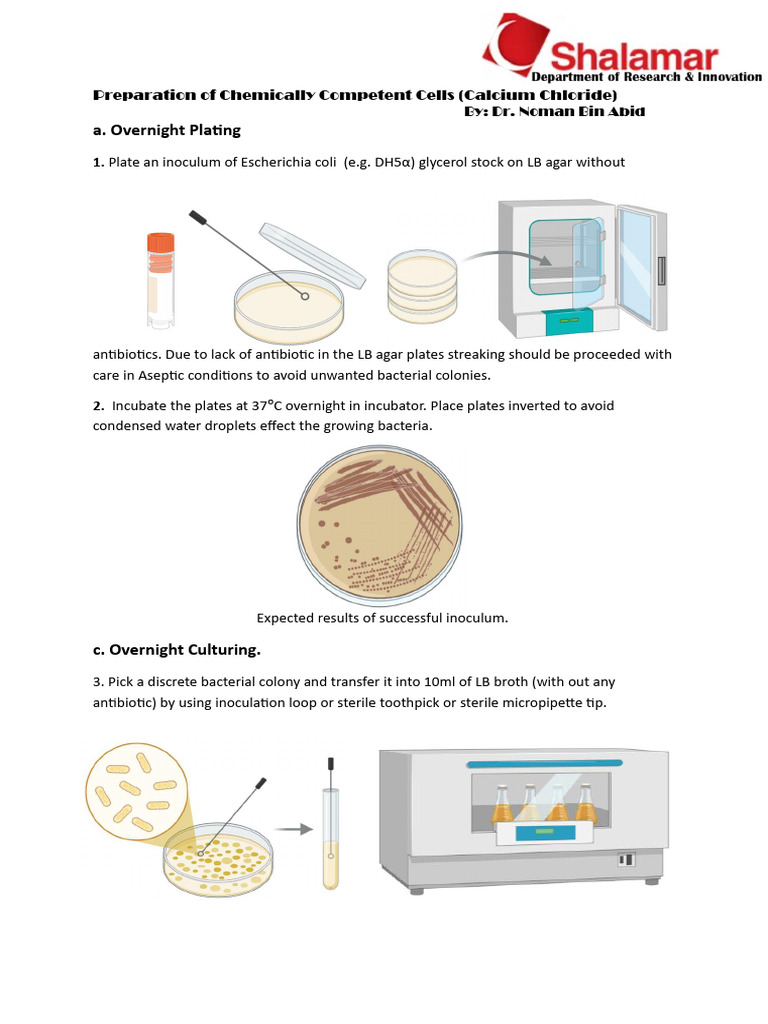 Preparation of Chemically Competent Cells | PDF | Microbiology | Biology