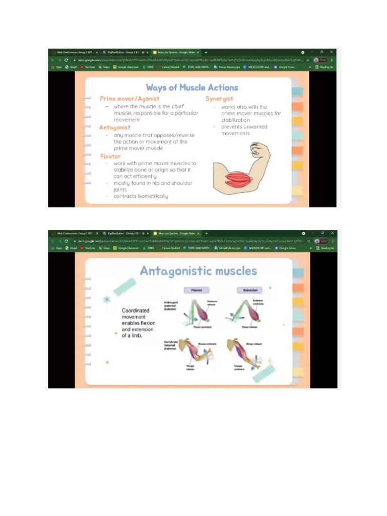 Muscular System PPT Notes | PDF