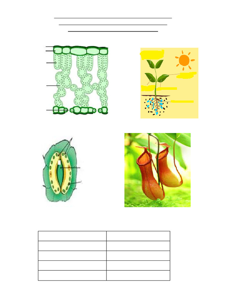Class 7 Science Worksheets: Nutrition, Heat, Acids | PDF | Heat | Heat ...