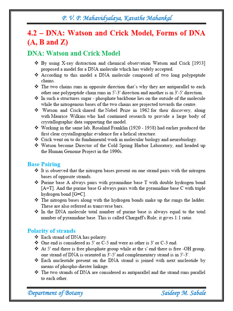 Watson & Crick Model and DNA Forms | PDF | Nucleic Acid Double Helix | Dna
