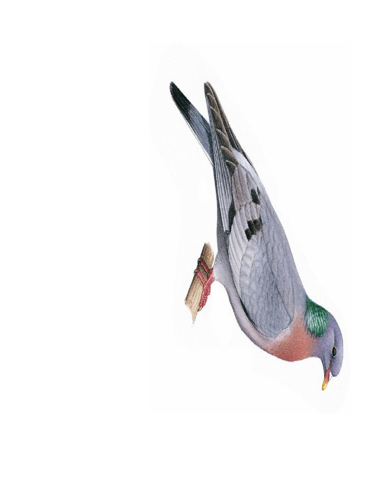 Pigeon | PDF