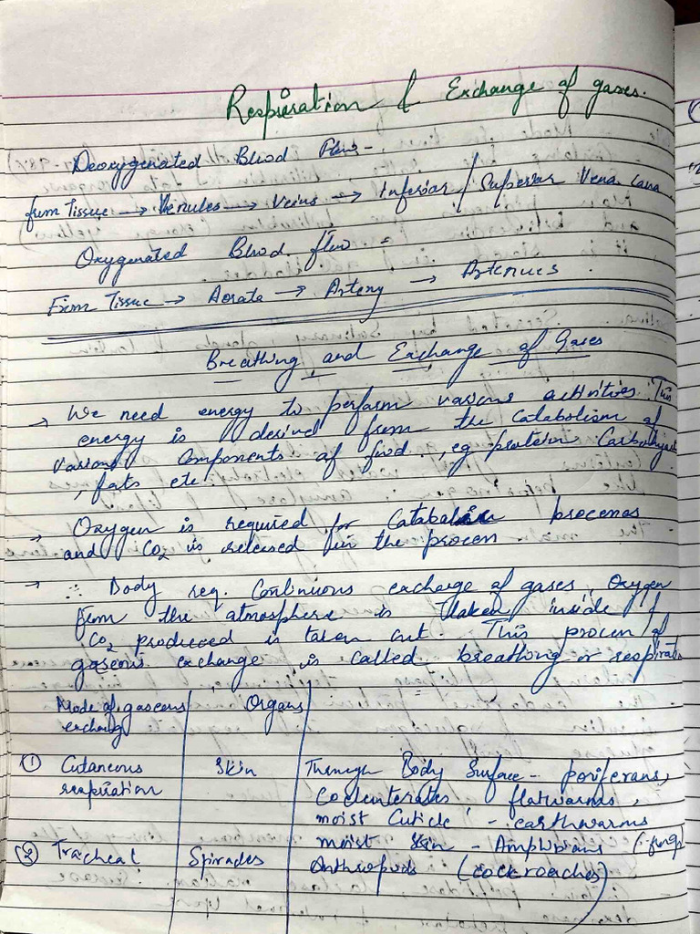 Respiration and Exchange of Gases, Chloride Shift, ODC | PDF