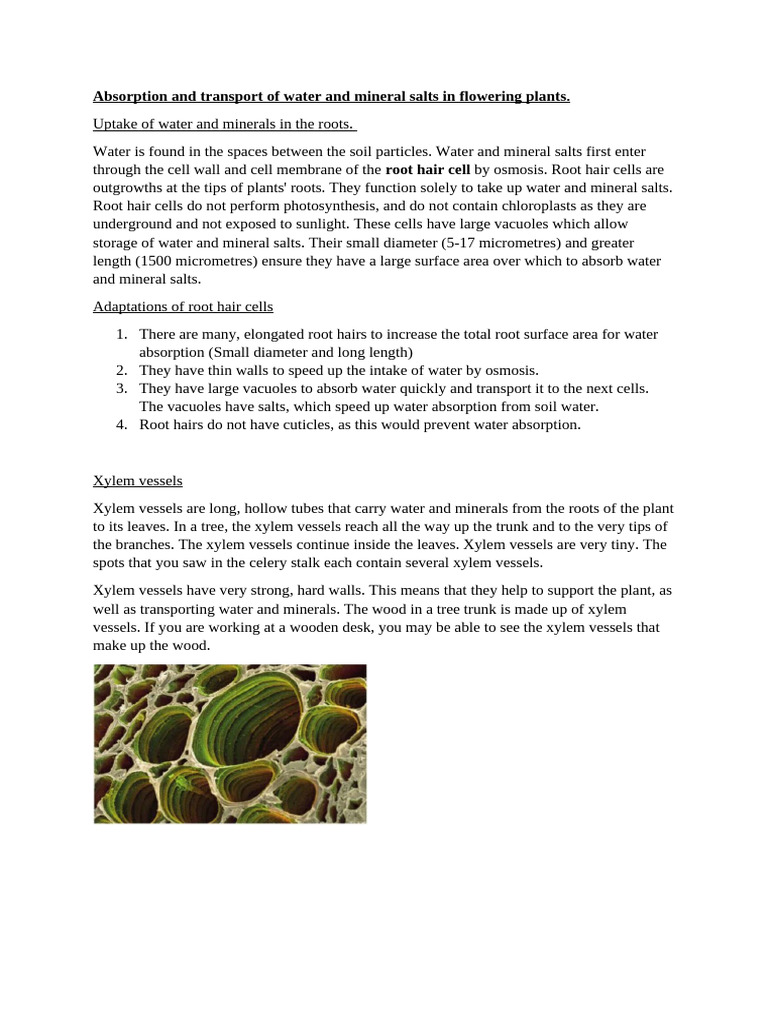 Absorption and Transport of Water and Mineral Salts in Flowering Plants ...