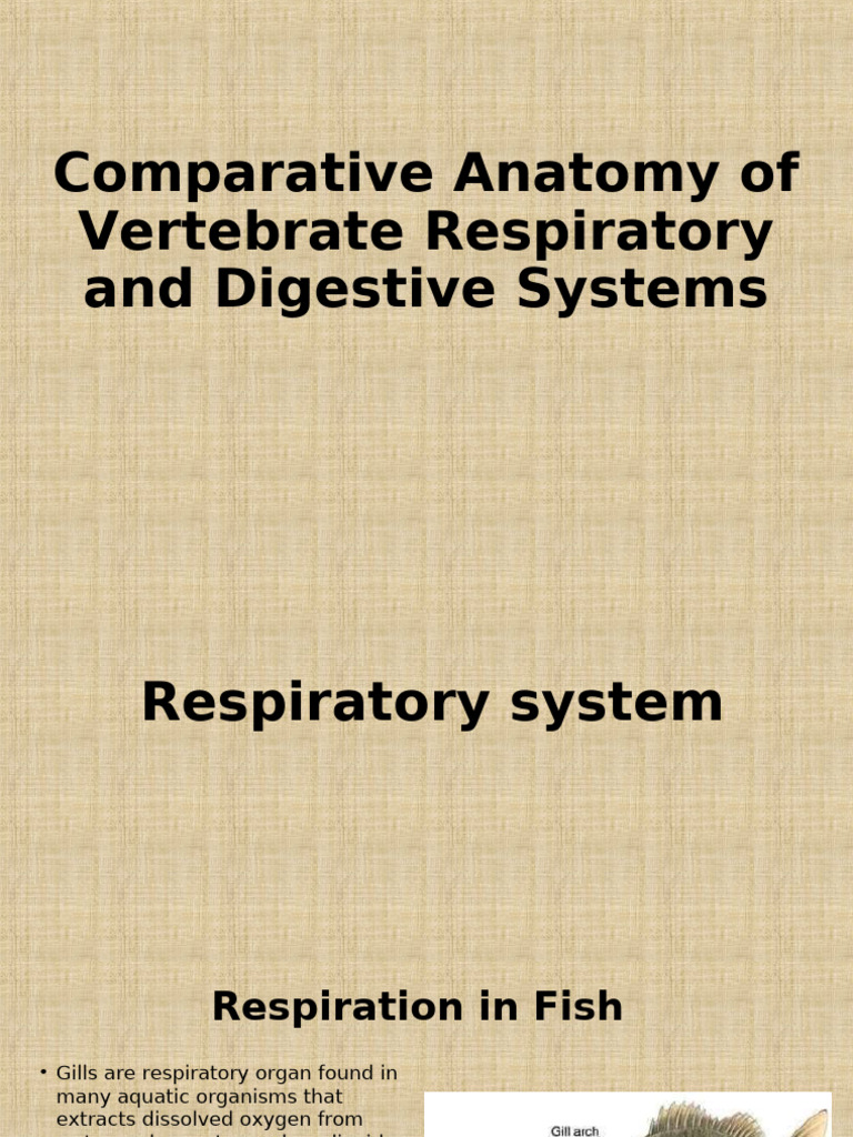 02 Comparative Anatomy of Vertebrate Respiratory System and Digestive ...
