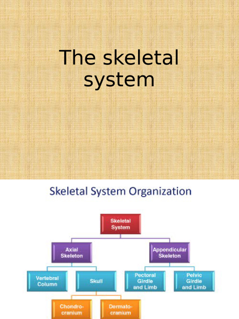 Comparative Anatomy of Vertebrate Skeletons | PDF | Vertebral Column ...